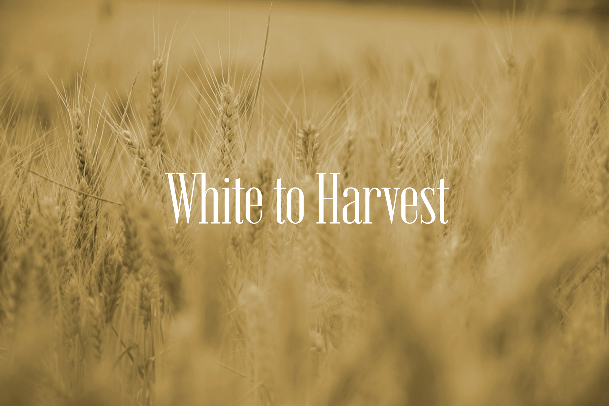 White to Harvest - Revival Focus